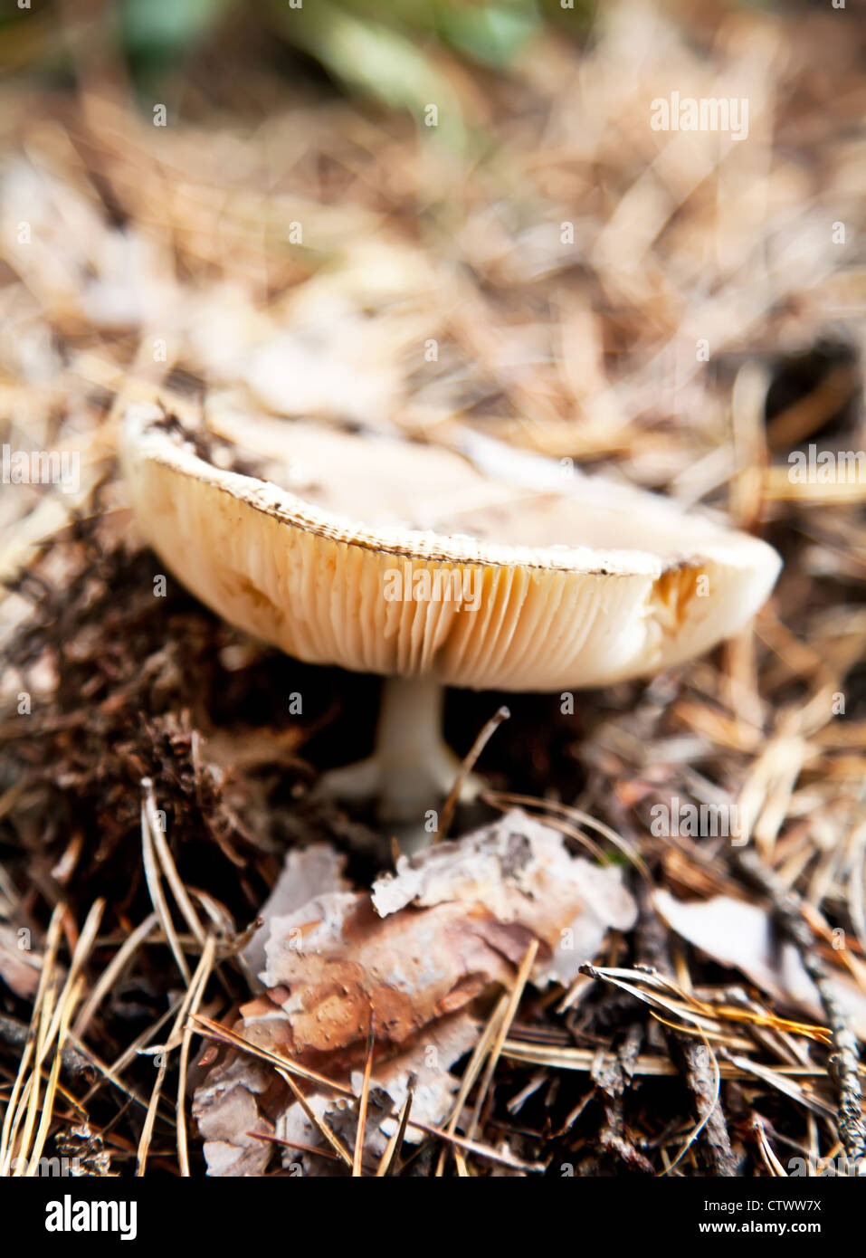 Beige toadstool mushroom in autumn forest Stock Photo - Alamy