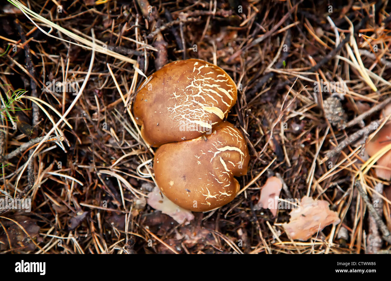 Boletus luteus hi-res stock photography and images - Alamy
