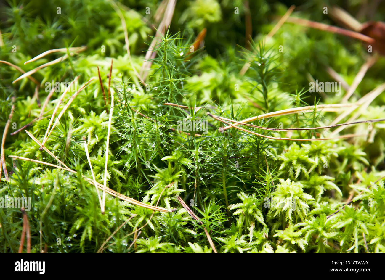 Dew on moss in hi-res stock photography and images - Alamy
