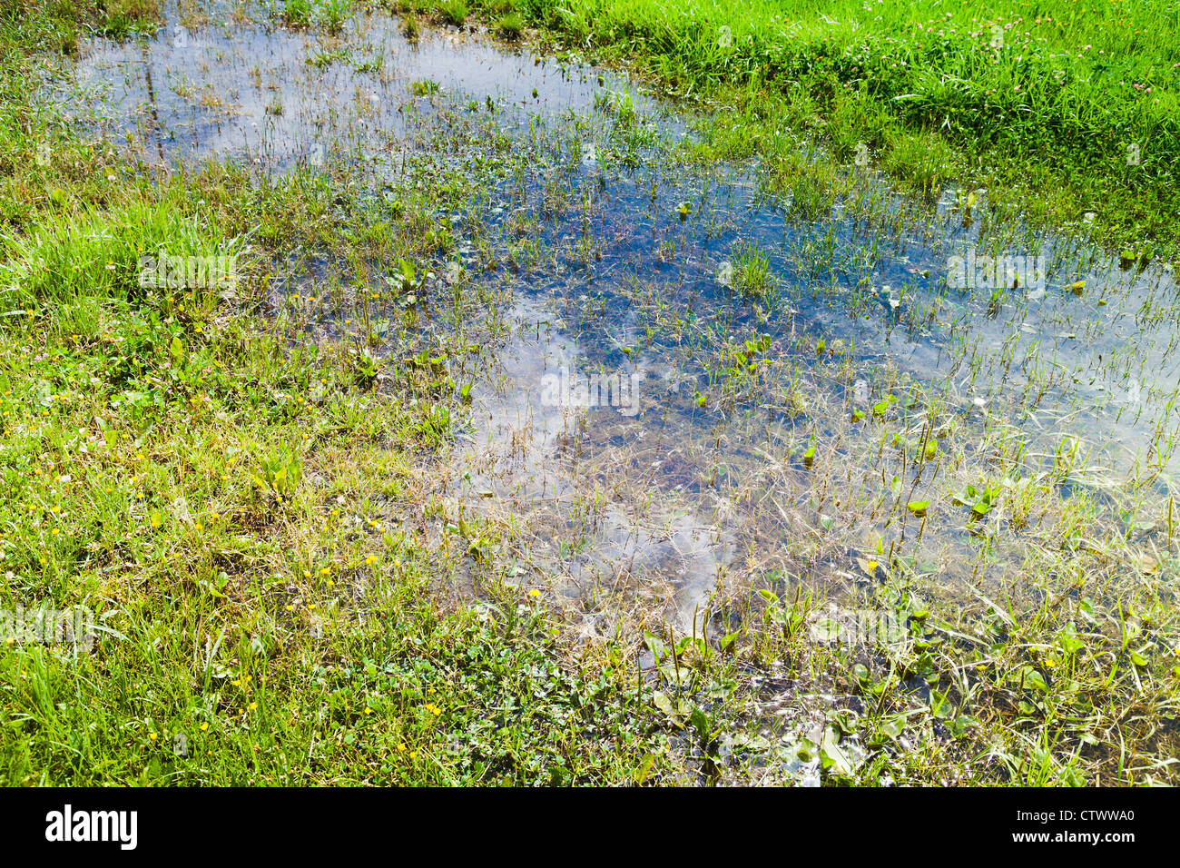 Grass in puddle hi-res stock photography and images - Alamy