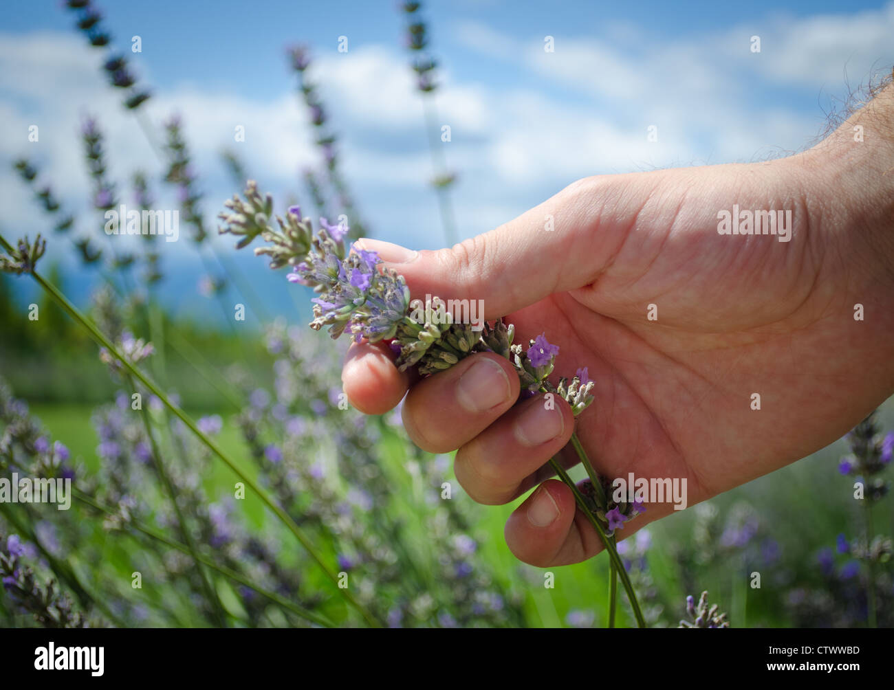 Hand Picking A Flower High Resolution Stock Photography and Images - Alamy