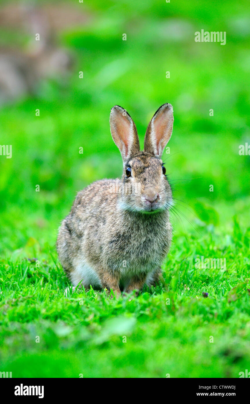 RABBIT Oryctolagus cuniculus Stock Photo - Alamy