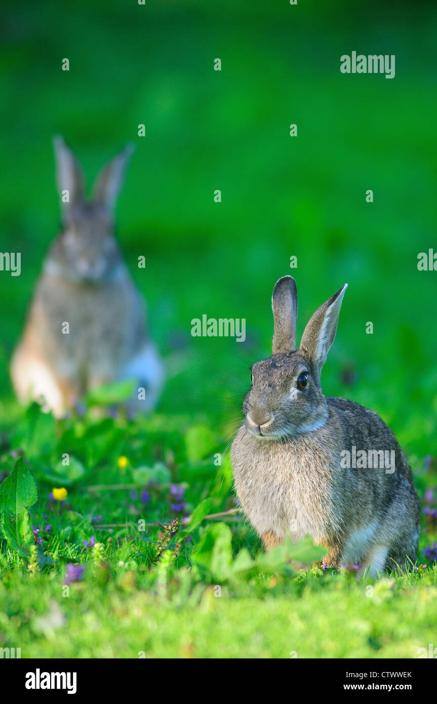 RABBIT Oryctolagus cuniculus Stock Photo - Alamy