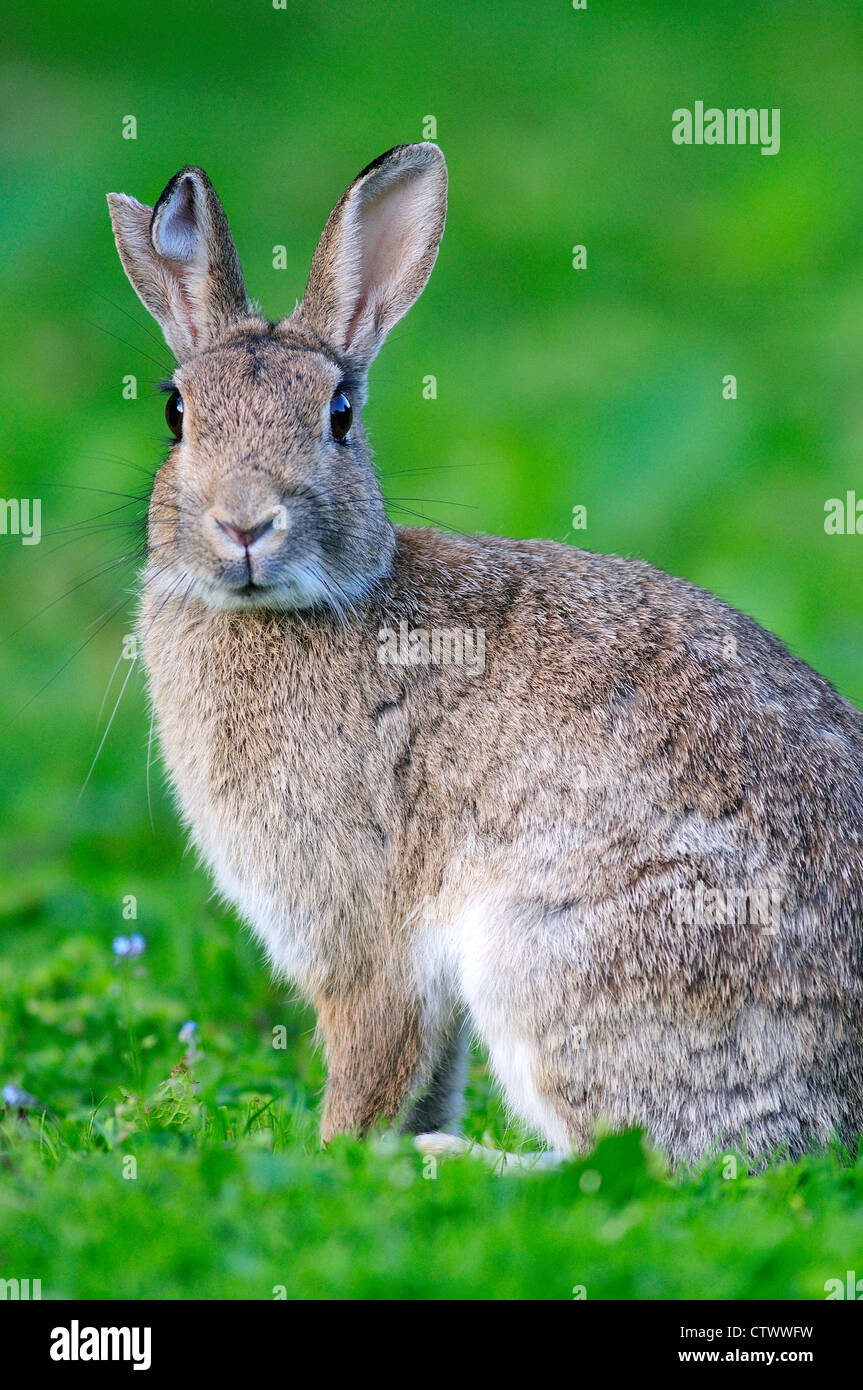RABBIT Oryctolagus cuniculus Stock Photo - Alamy