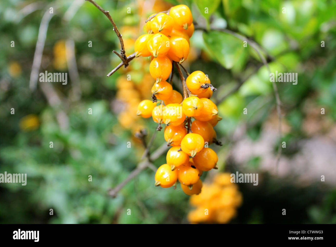 yellow fruit on a branch Stock Photo - Alamy