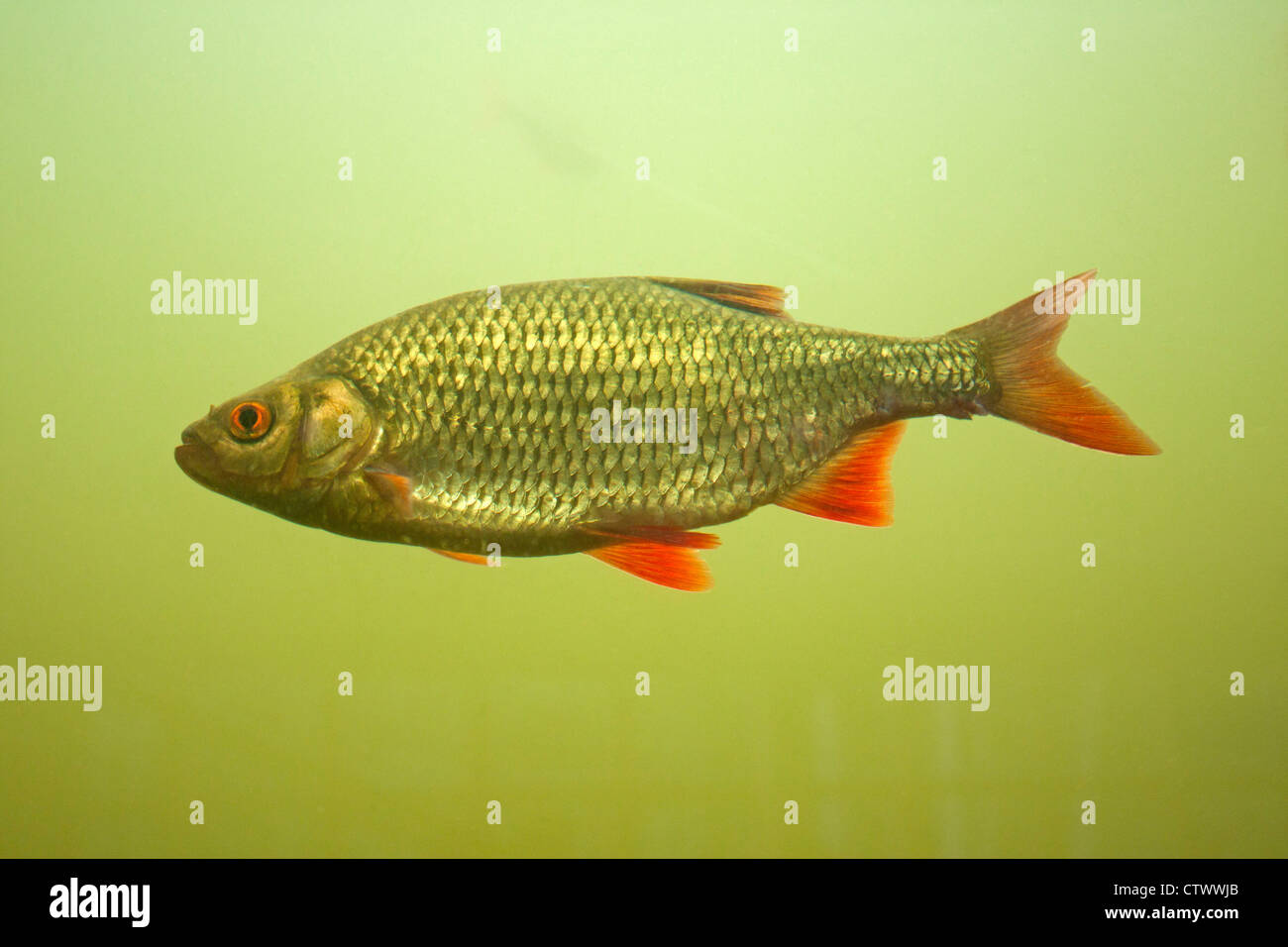 Germany guestrow zoo fish hi-res stock photography and images - Alamy