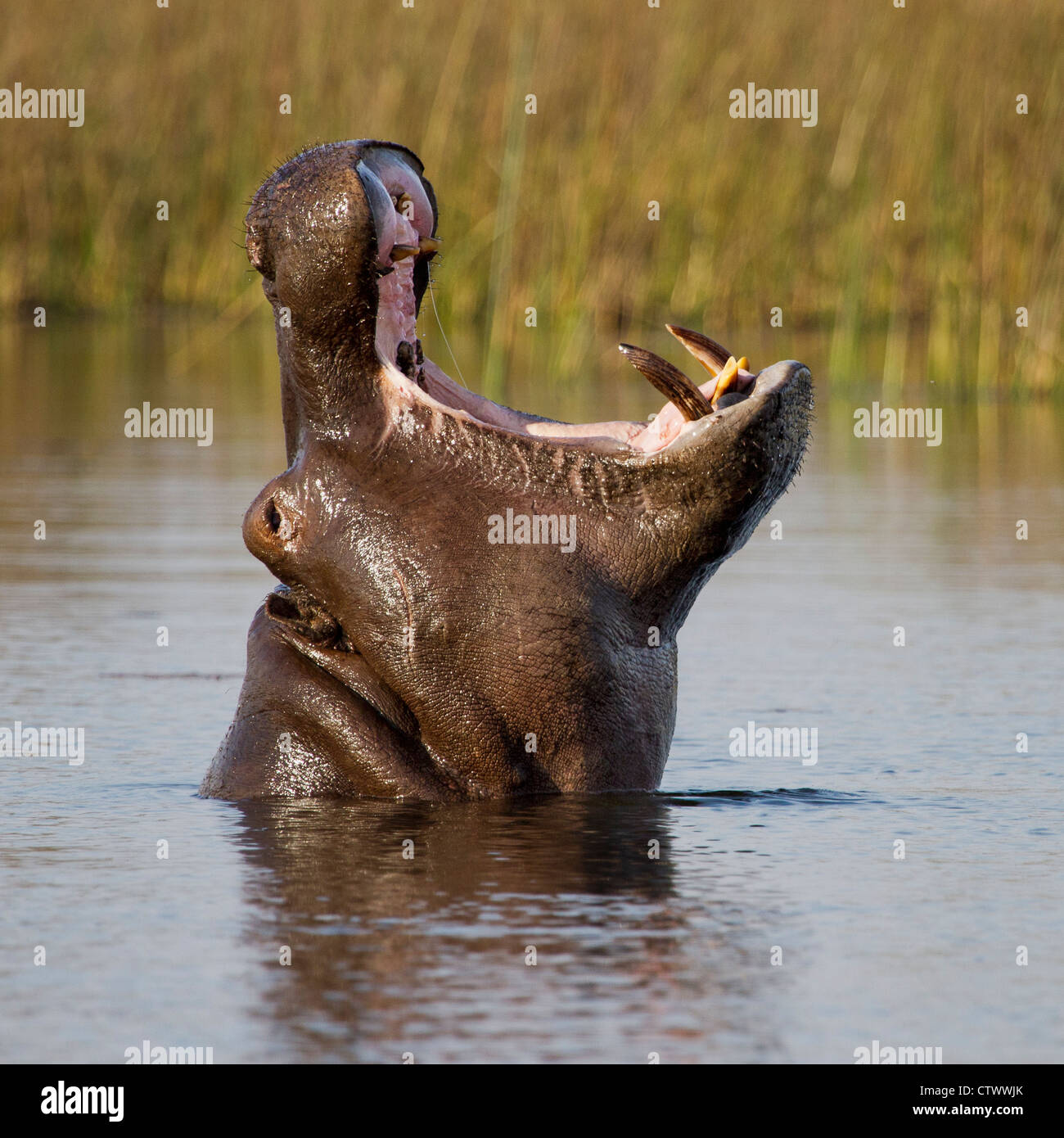 Hippo botswana hi-res stock photography and images - Alamy