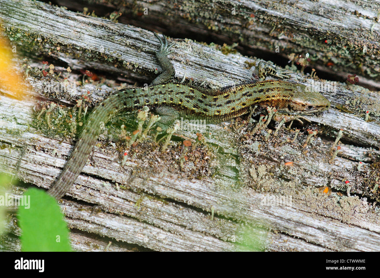 Common lizard on an old log UK Stock Photo - Alamy