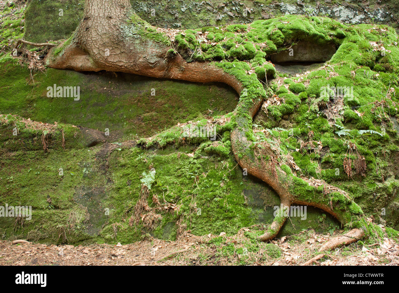 Conifer root hi-res stock photography and images - Alamy