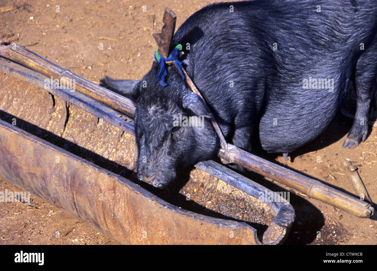 Pig of war hi-res stock photography and images - Alamy
