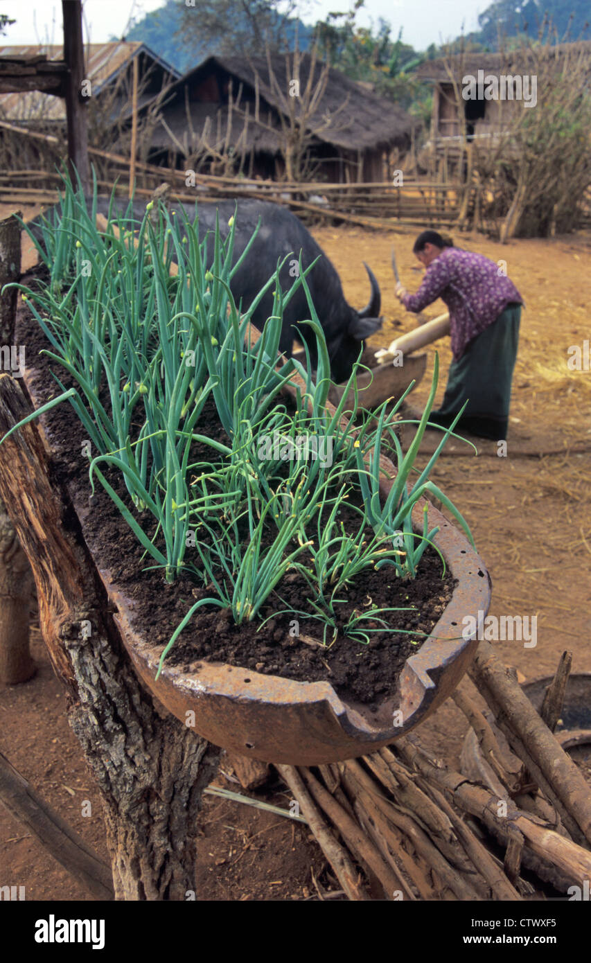 Casing of US Cluster Bomb Used as Planter for Onions near Phonsavan ...