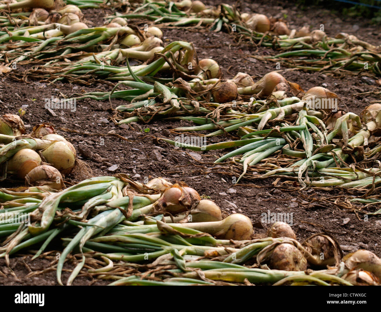 Onions drying in the sun, UK Stock Photo - Alamy