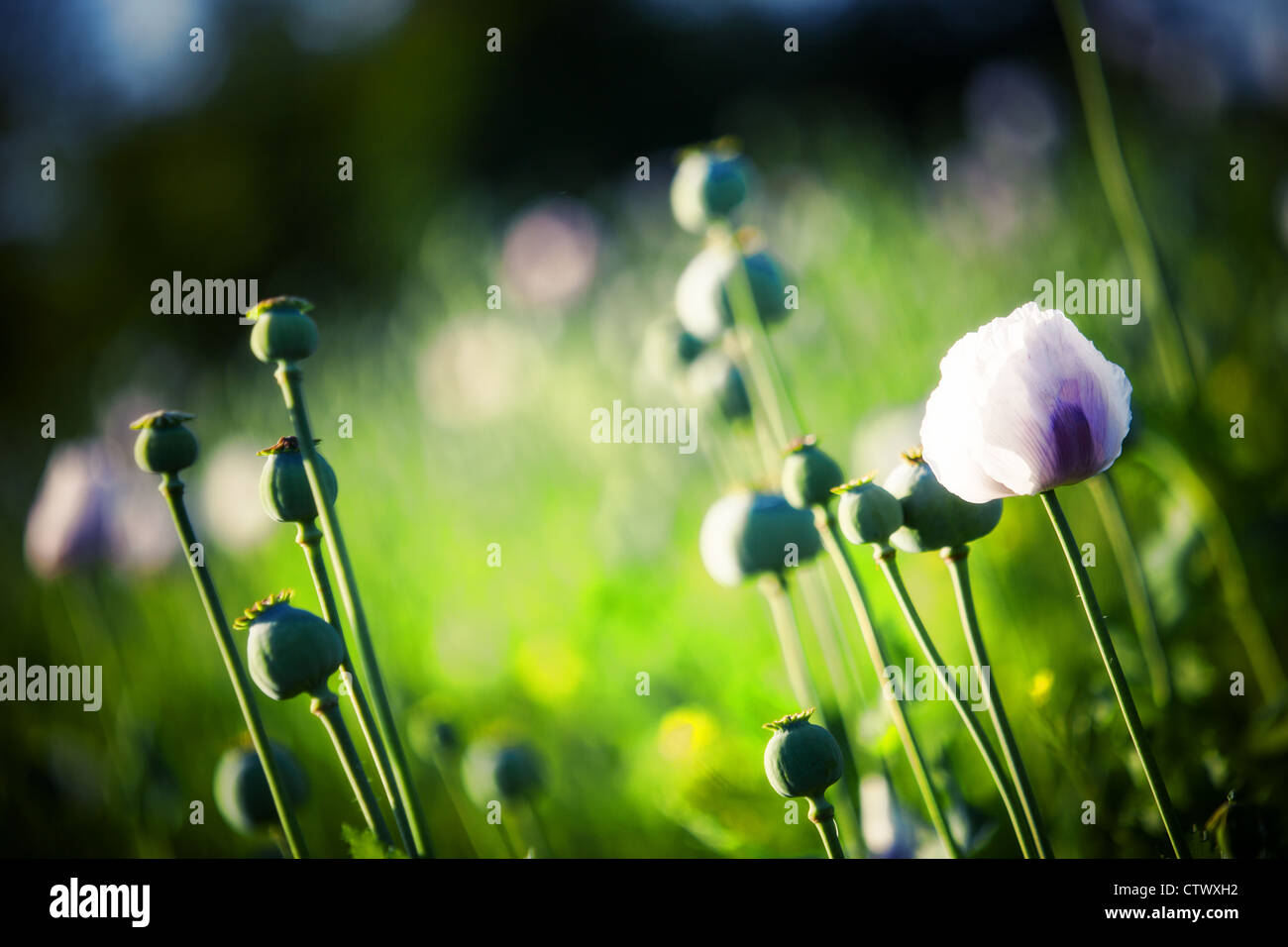 Poppy bulb hi-res stock photography and images - Alamy