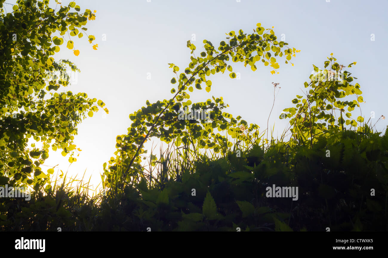 Hazelnut tree leaf hi-res stock photography and images - Alamy