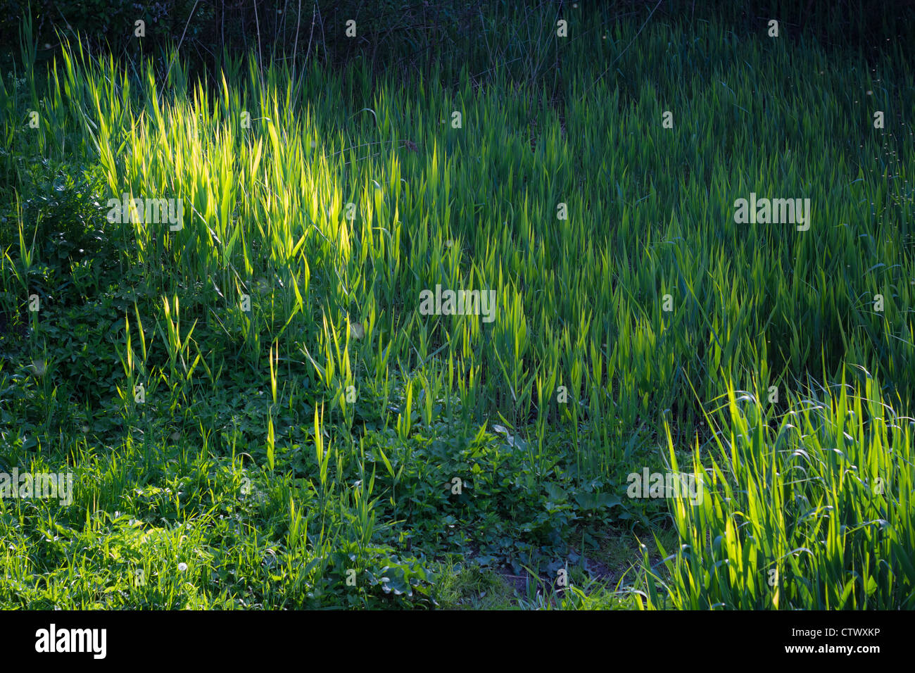 Gold reeds hi-res stock photography and images - Alamy