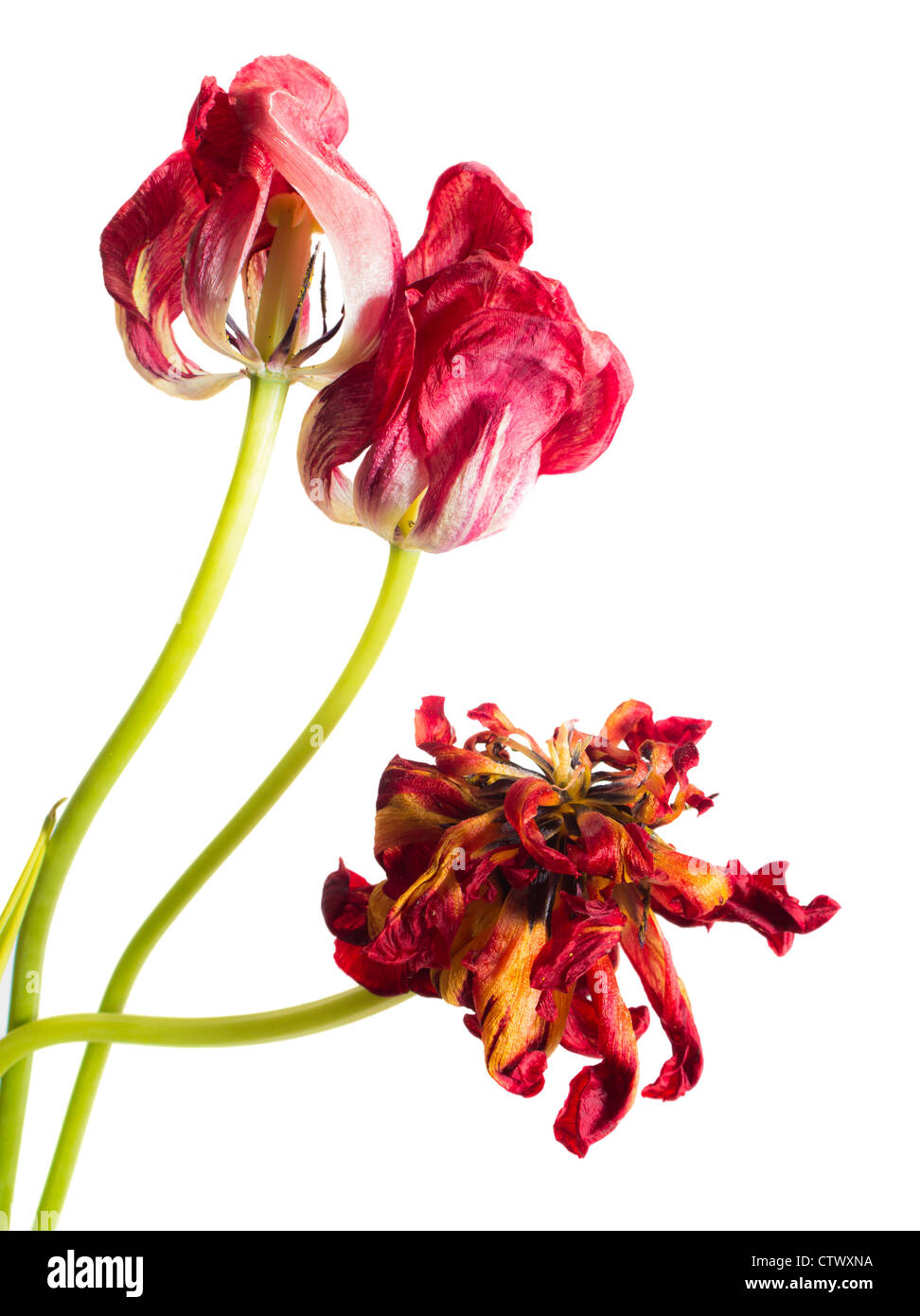 Dried Tulips High Resolution Stock Photography and Images - Alamy