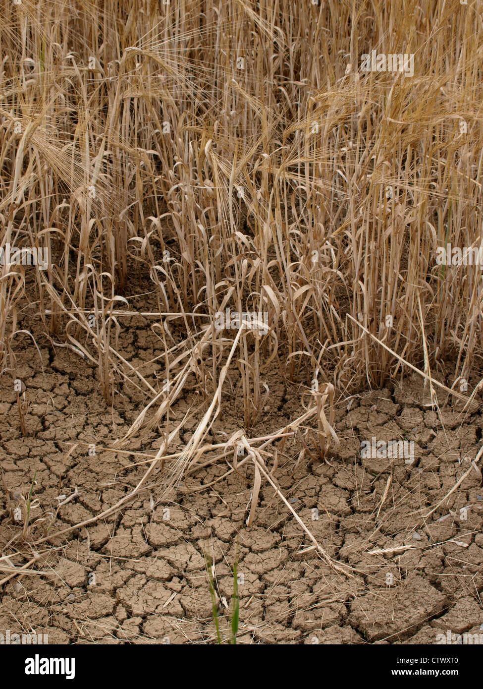 Crops growing in parched earth, UK Stock Photo - Alamy