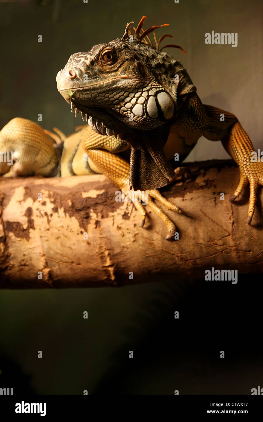 Iguana iguana body hi-res stock photography and images - Alamy