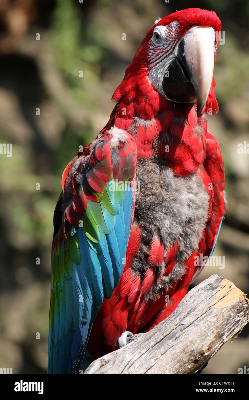 Chloroptera hi-res stock photography and images - Alamy