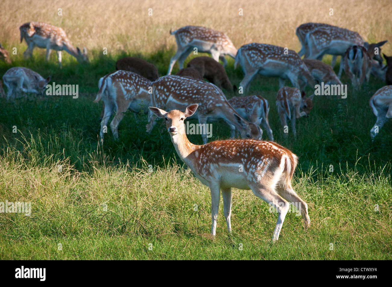 Fallow deer, Home Park, Hampton Court, Surrey, England, UK Stock Photo ...