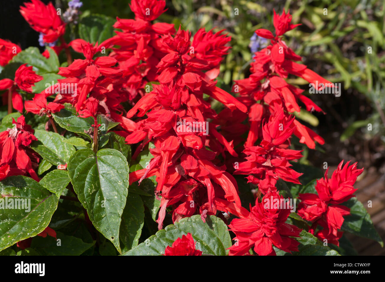 Red Salvia High Resolution Stock Photography and Images - Alamy