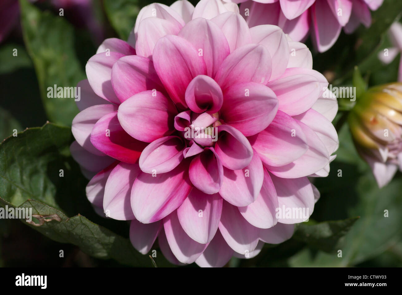 Pink and White Giant Dahlia Dahlias Stock Photo - Alamy