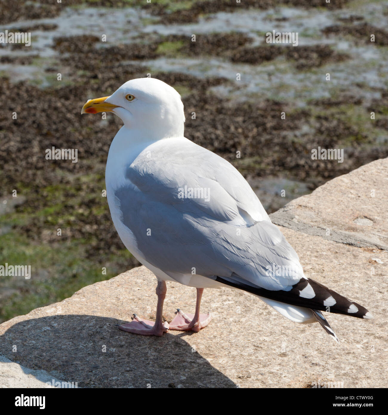 A herring gull on the quay at Salcombe, Devon Stock Photo - Alamy
