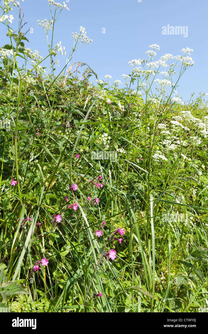 English hedgerow flowers hi-res stock photography and images - Alamy