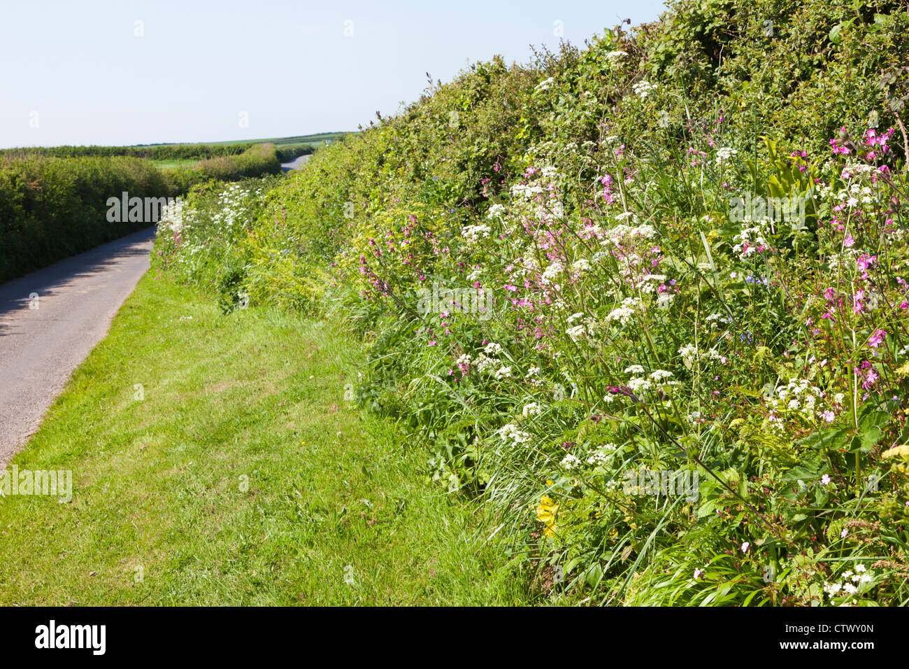 Springtime flowers in a Devonshire hedgerow beside a lane near ...