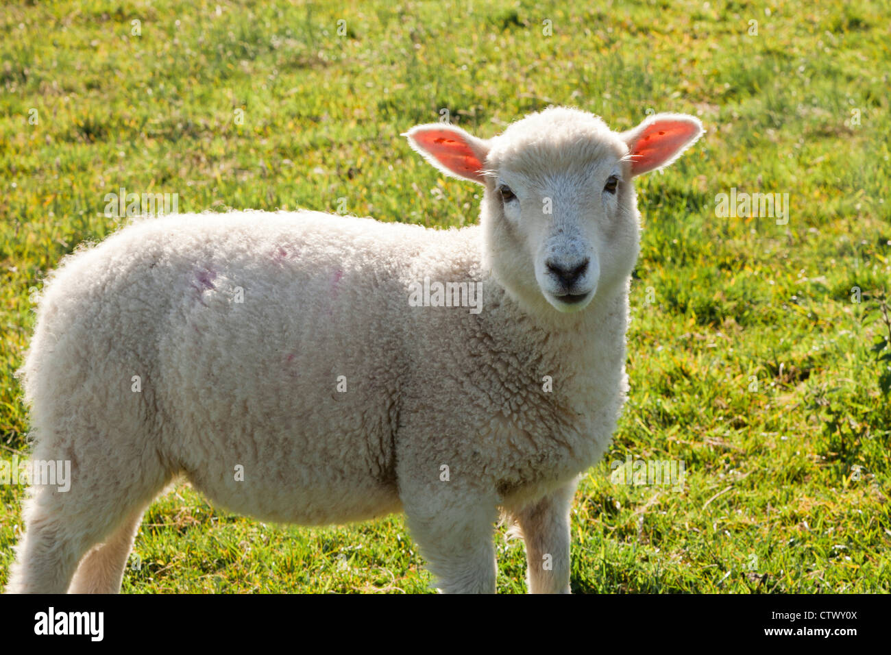 Pretty lamb hi-res stock photography and images - Alamy