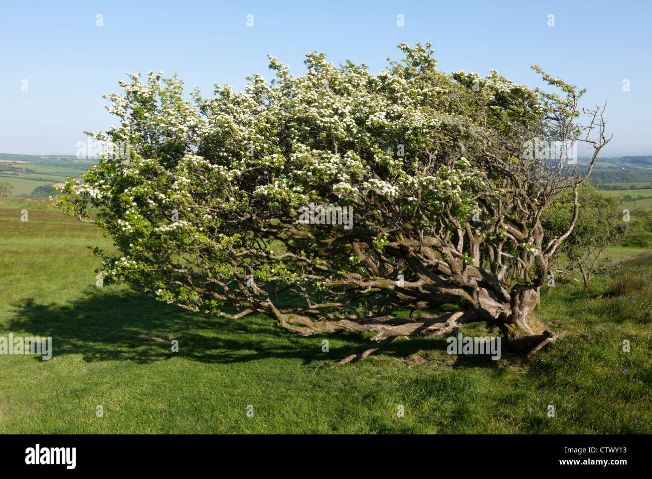 An ancient, windblown hawthorn tree on Blackdown Rings, an Iron Age ...