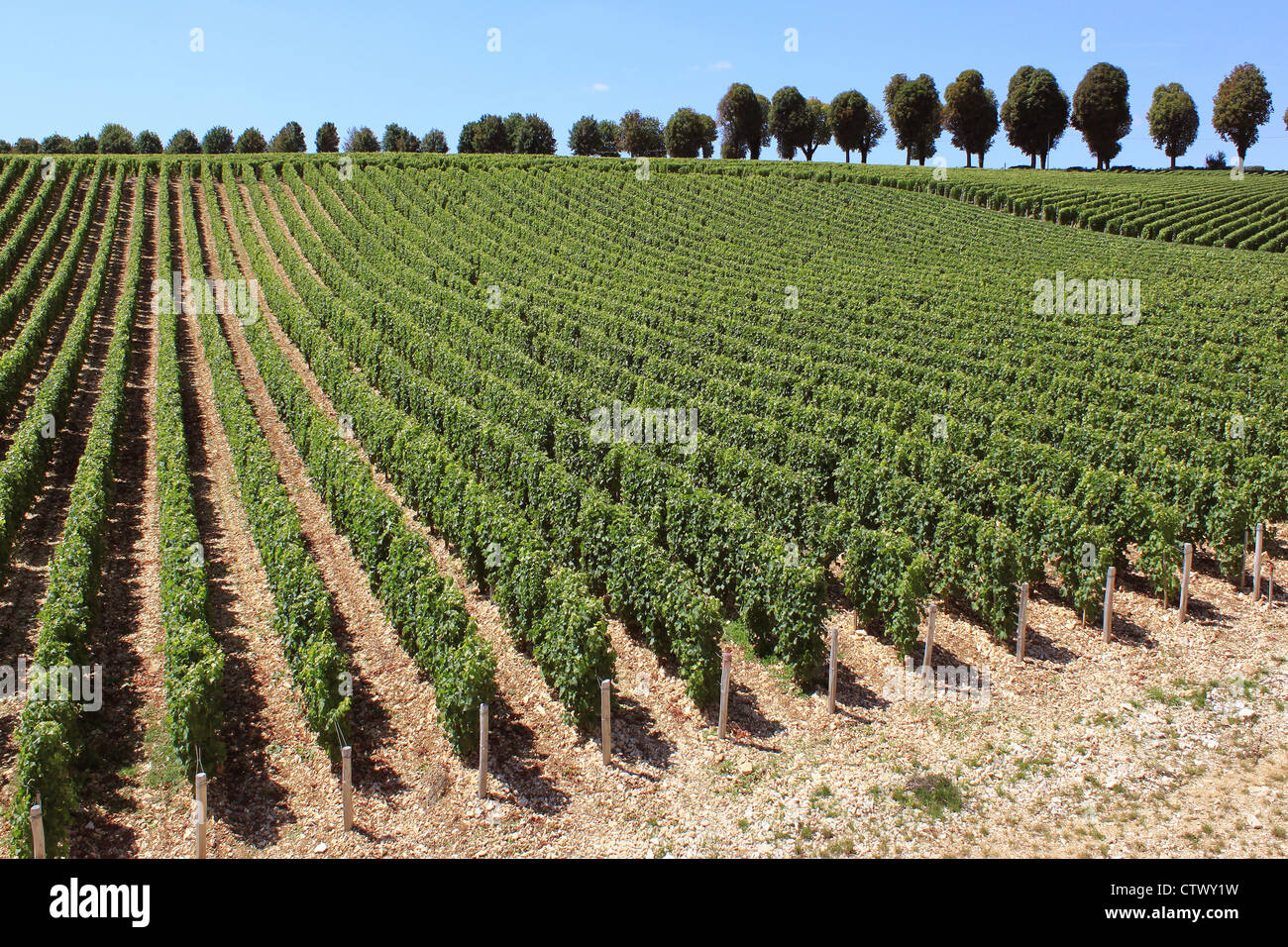 landscape with rows of twenty in a vineyard view Stock Photo - Alamy