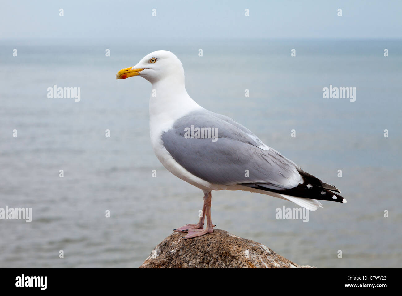 Devon bird seagull hi-res stock photography and images - Alamy