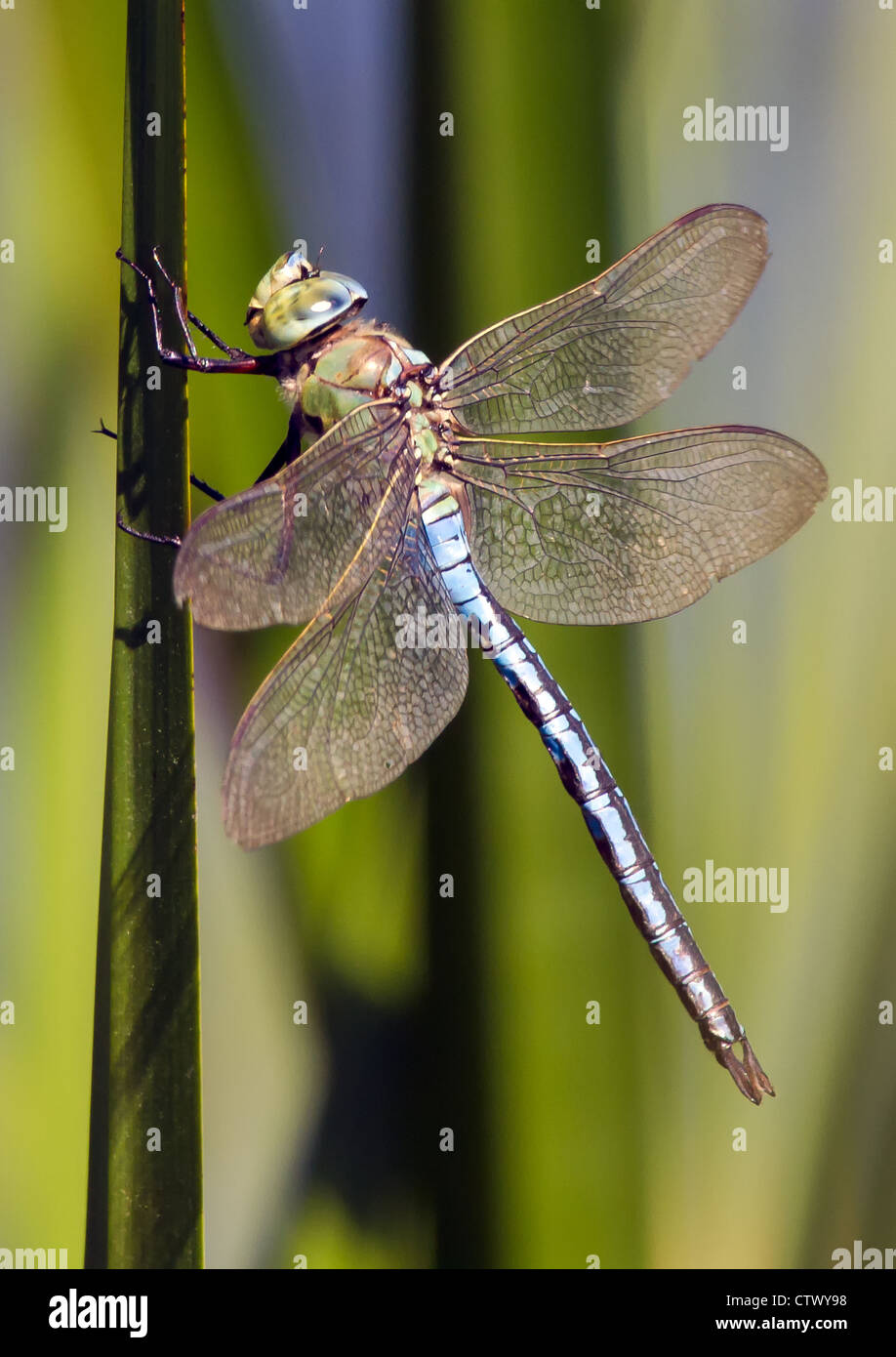 Emperor Dragonfly on reed Stock Photo - Alamy