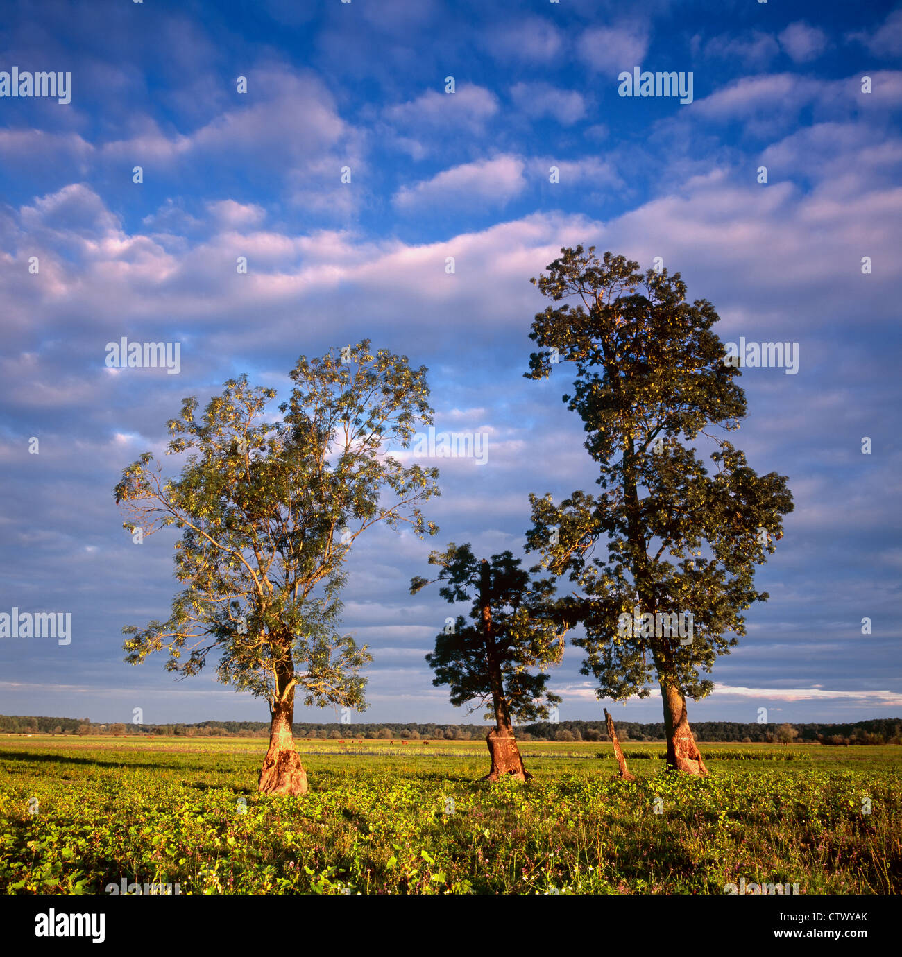 Trees on the meadow Stock Photo - Alamy