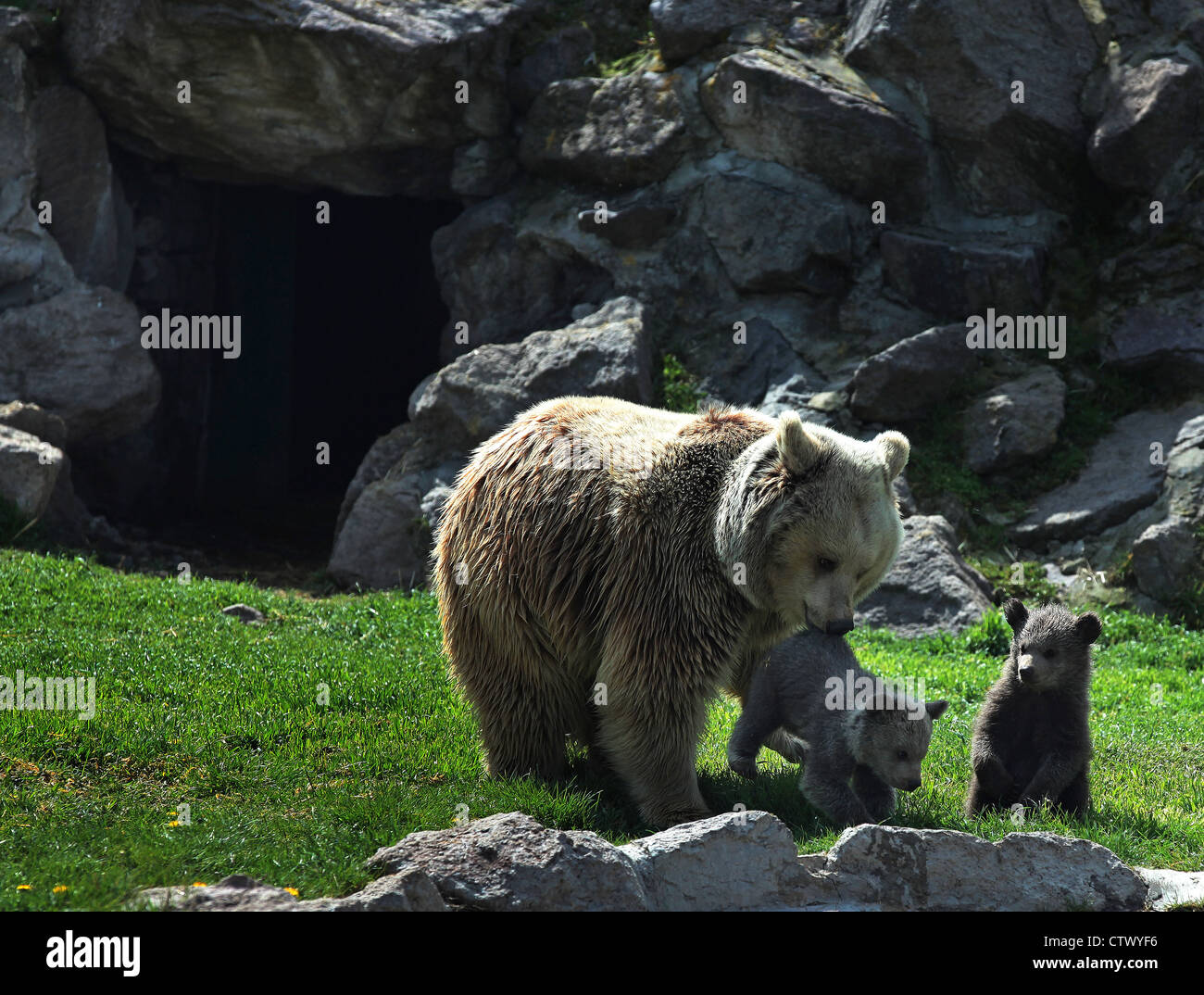 Brown bear and cubs in Ankara Zoo Turkey Stock Photo - Alamy