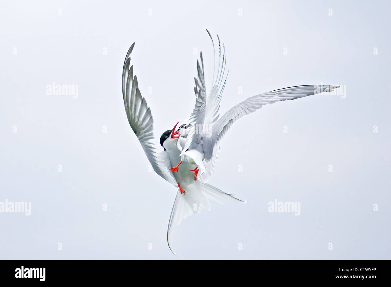 Arctic tern (Sterna paradisaea) two adult birds fighting in mid-air ...