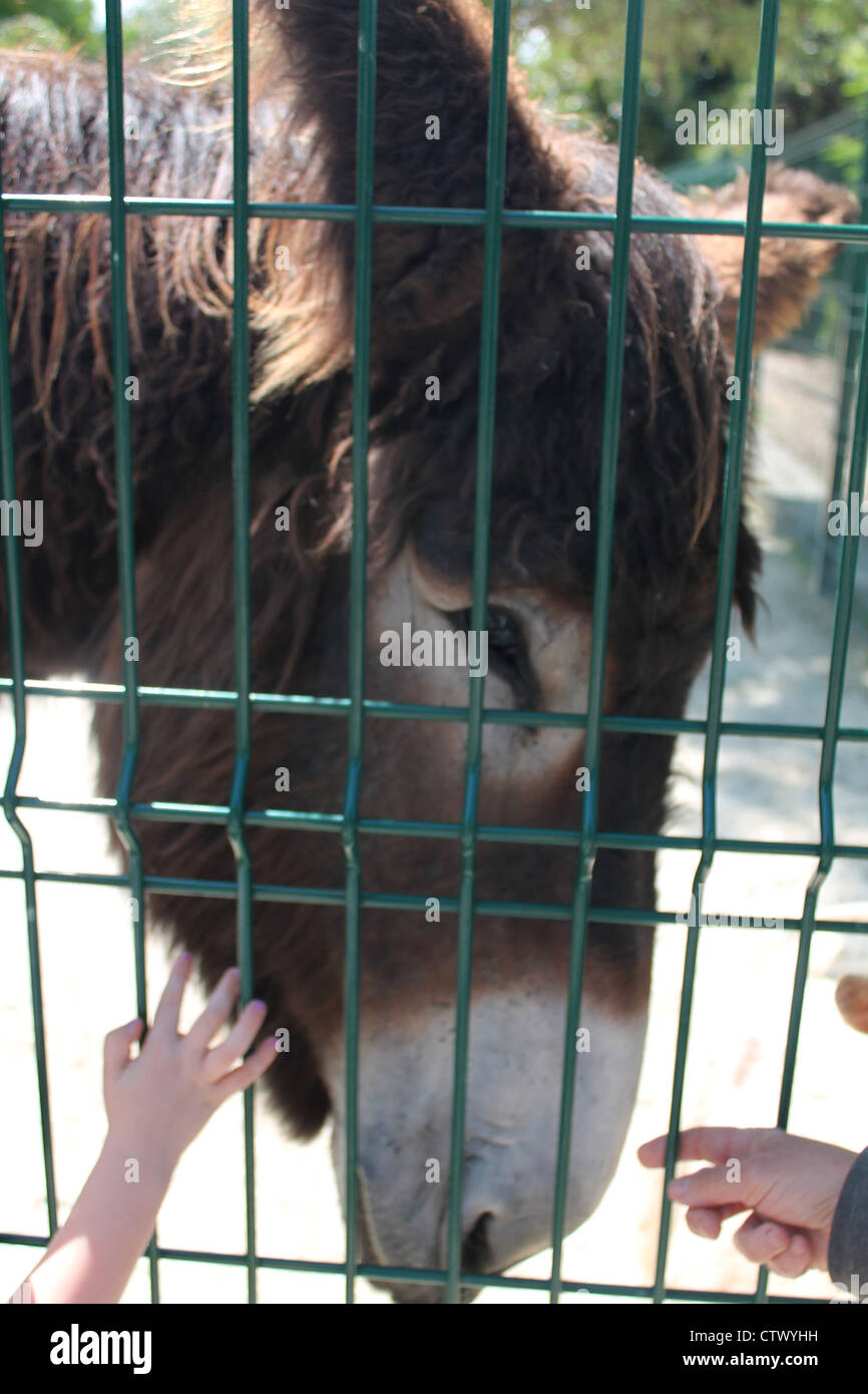 Donkey enclosure hi-res stock photography and images - Alamy