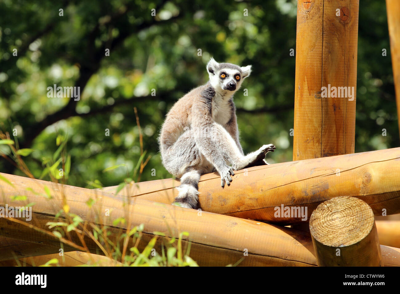 A ring tailed lemur in it's enclosure at Colchester Zoo Stock Photo - Alamy