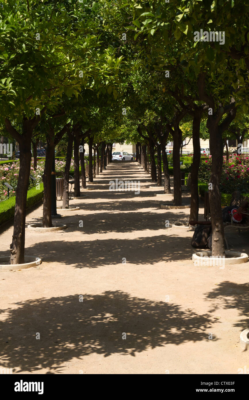 Avenue of trees designed to shade people from the sun in Malaga City ...