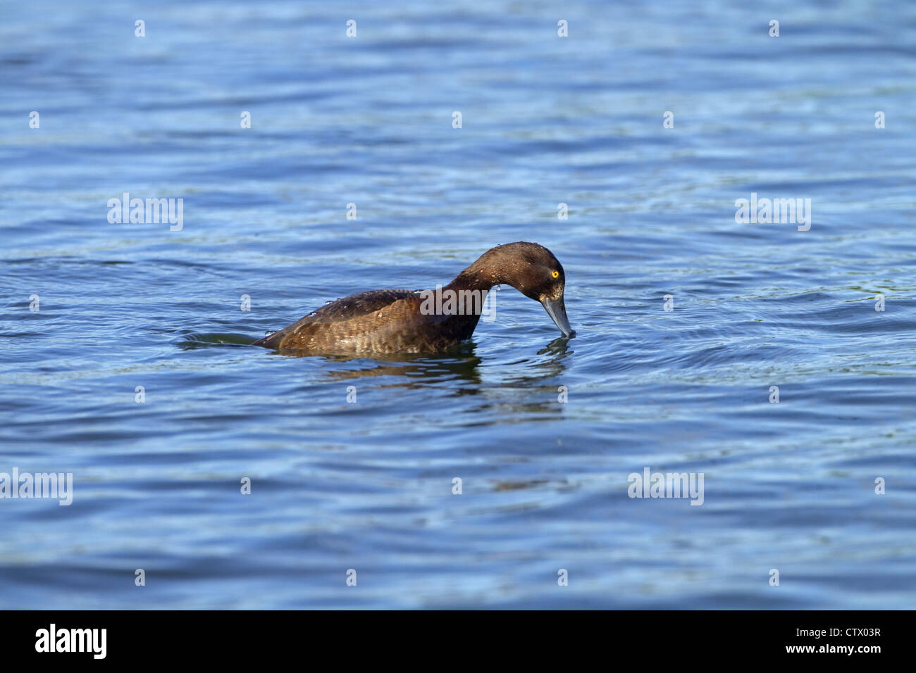 Freshwater diving duck hi-res stock photography and images - Alamy