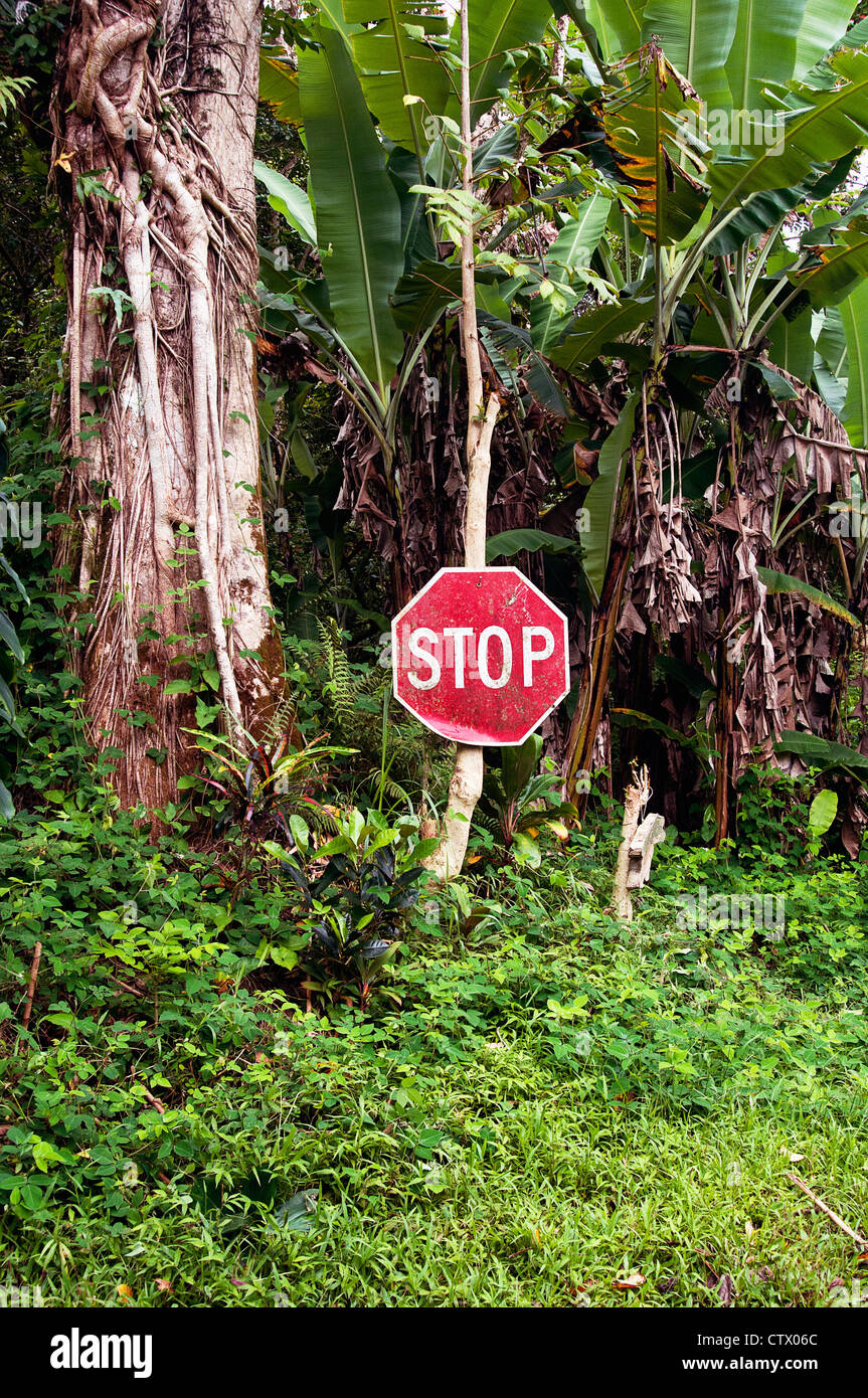 A stop sign in the jungle in Maui, Hawaii Stock Photo - Alamy