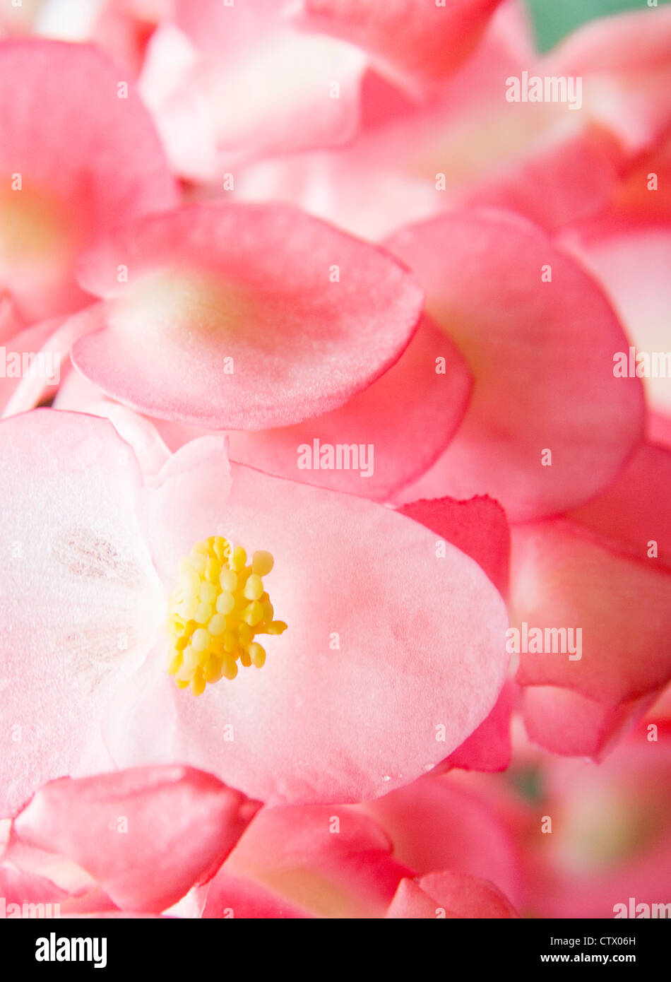 Tropical pink flowers, Maui, Hawaii Stock Photo - Alamy