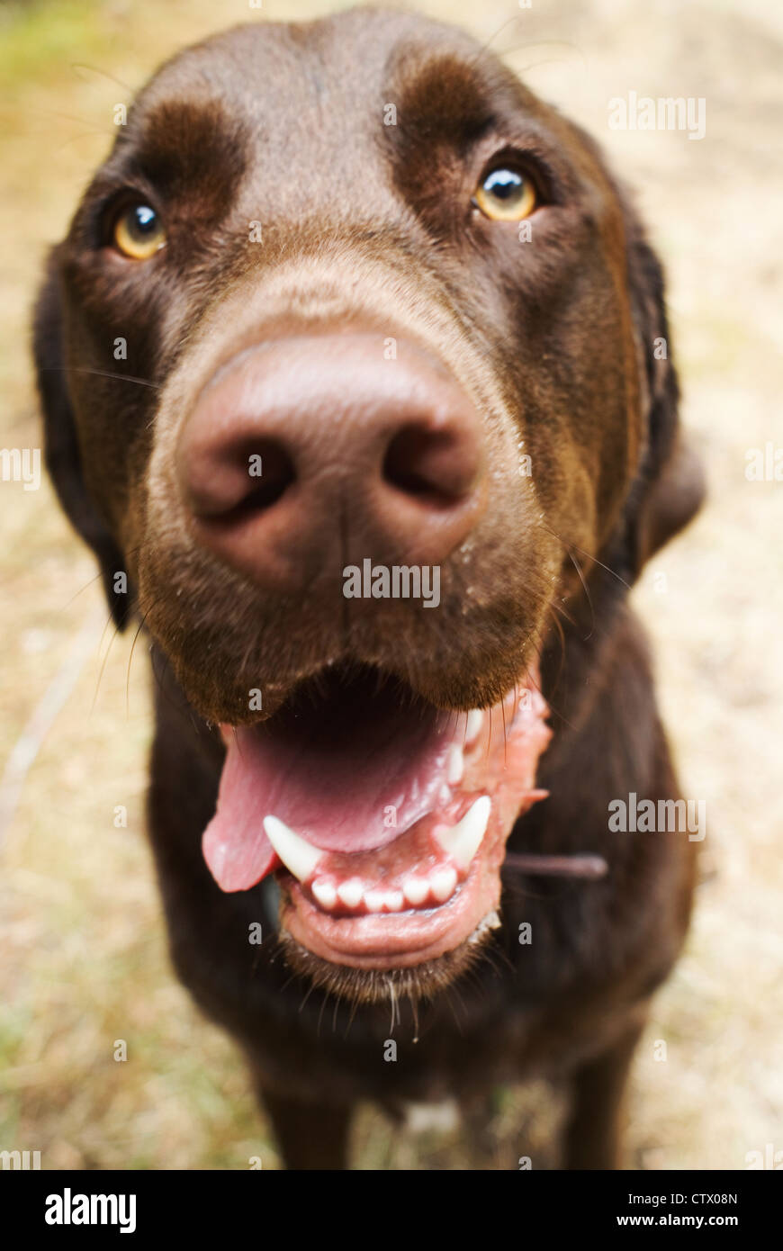 A close up of a chocolate lab Stock Photo - Alamy