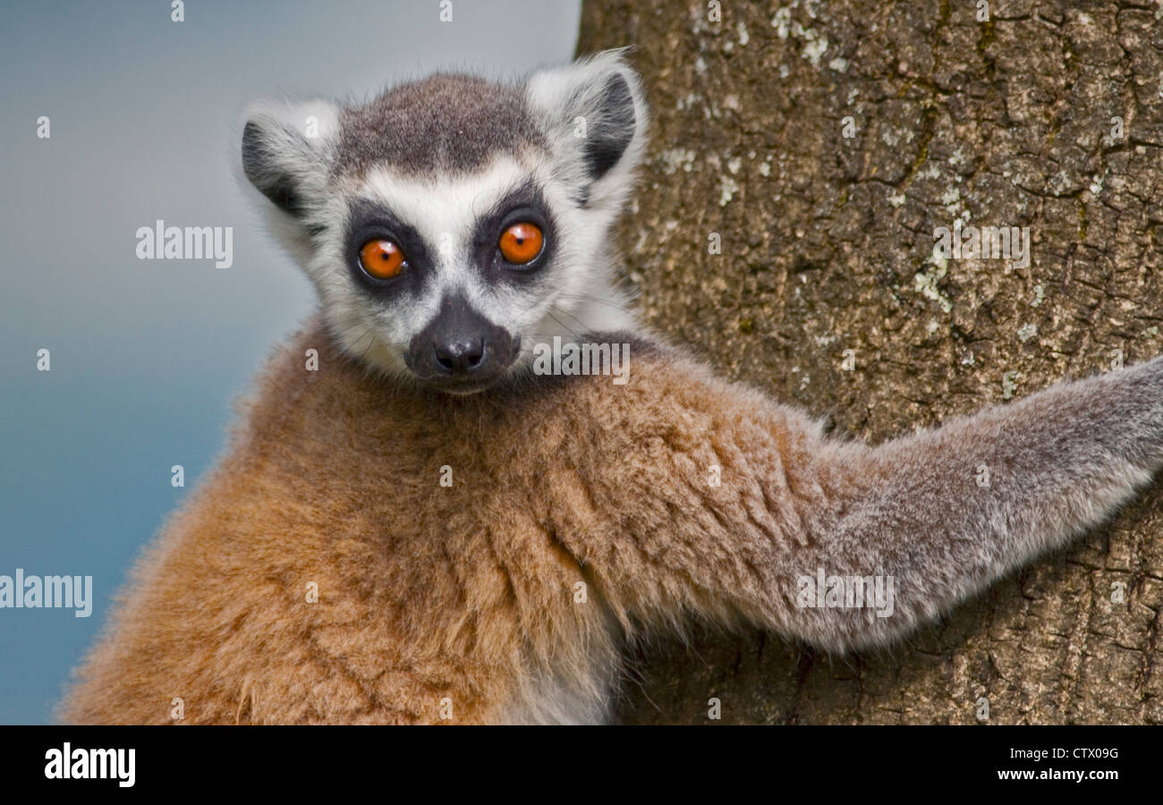 Ring Tailed Lemur (lemur catta) climbing tree Stock Photo - Alamy
