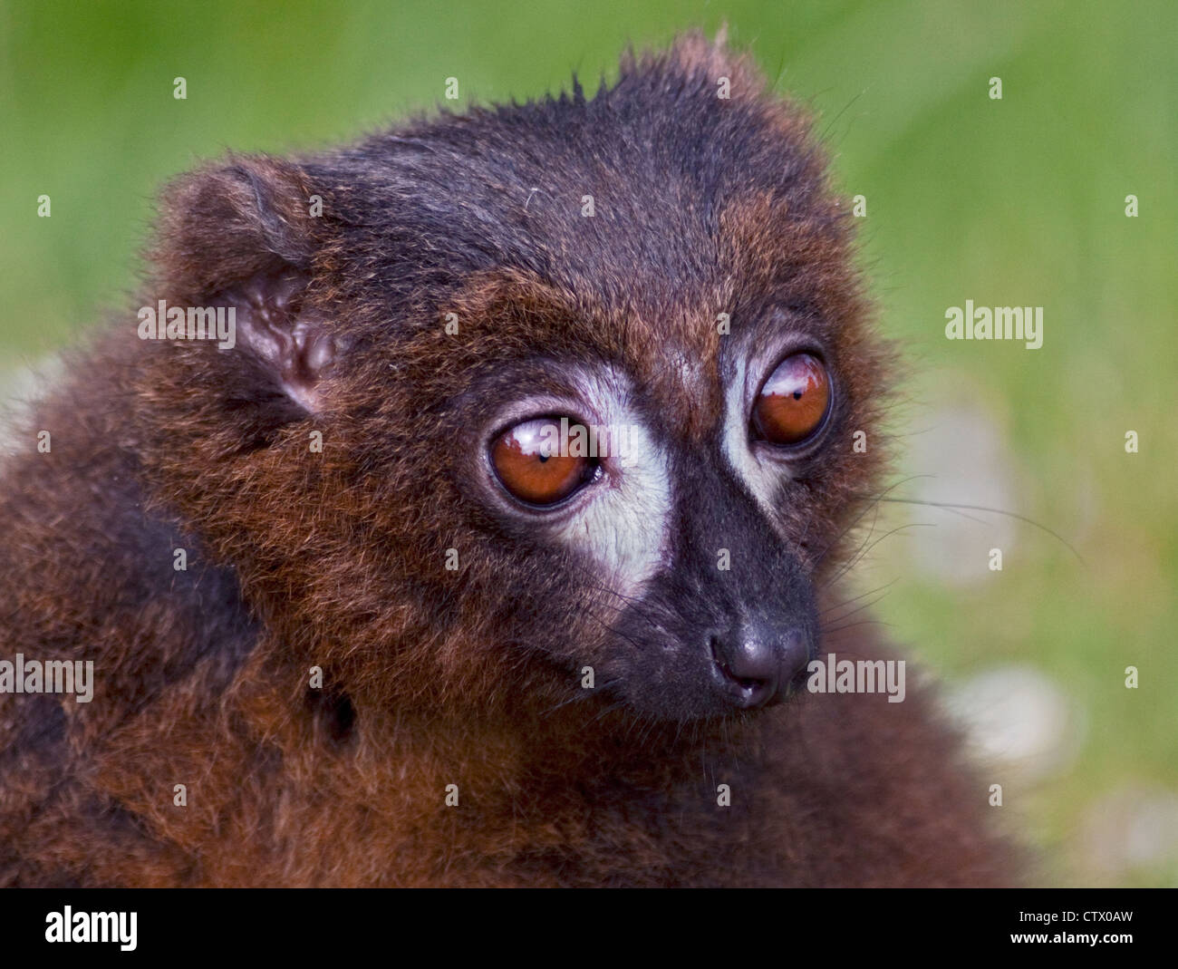Red Bellied Lemur (eulemur rubriventer Stock Photo - Alamy