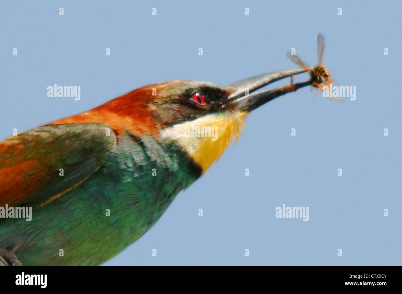 Bee eater and wasp hi-res stock photography and images - Alamy