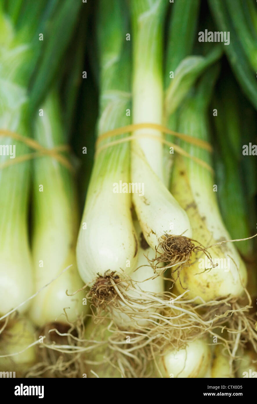Scallions roots hi-res stock photography and images - Alamy
