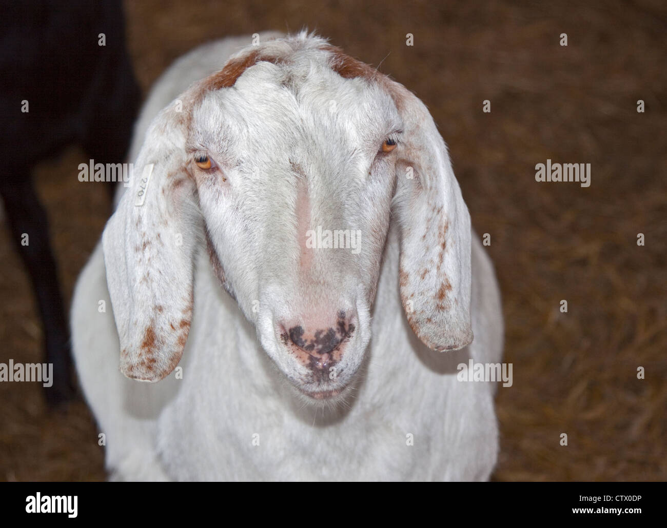 Anglo Nubian Goat Stock Photo - Alamy