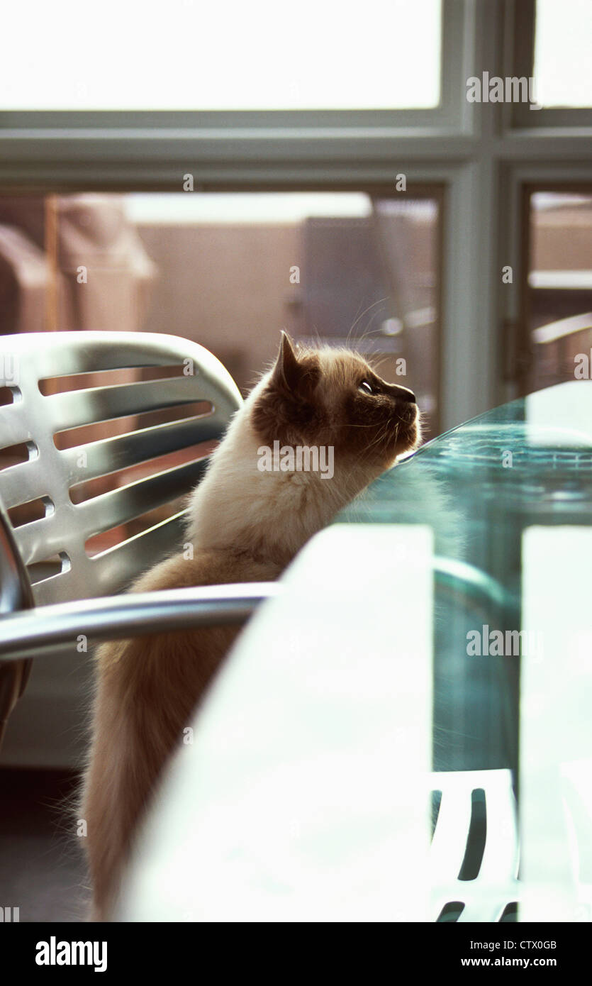 Cat waiting to be fed hi-res stock photography and images - Alamy